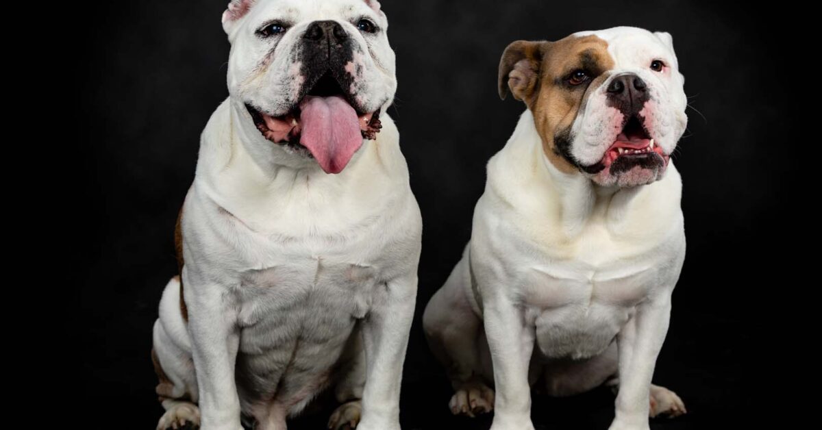 Capturing Your Furry Friends: Why Professional Pet Photography is ...
